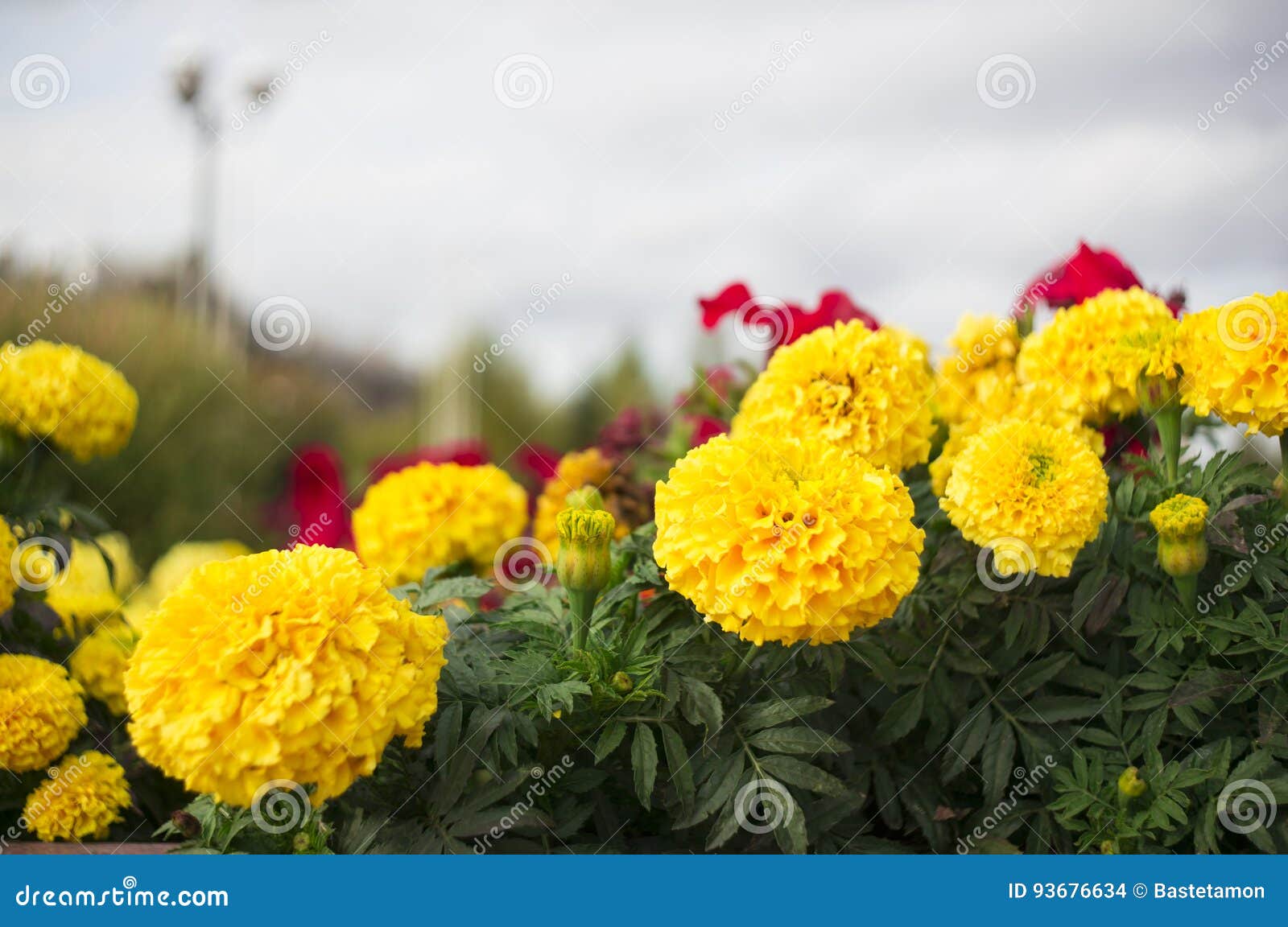 Beautiful Marigold Flowers Of Yellow And Orange Color, Genda Phool ...