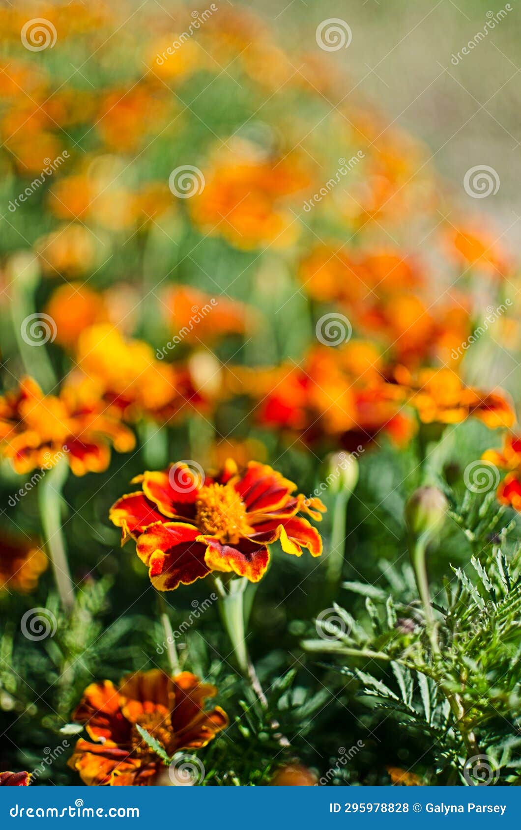 Beautiful Marigolds Bloom Outdoors Stock Photo - Image of daisy, beauty ...