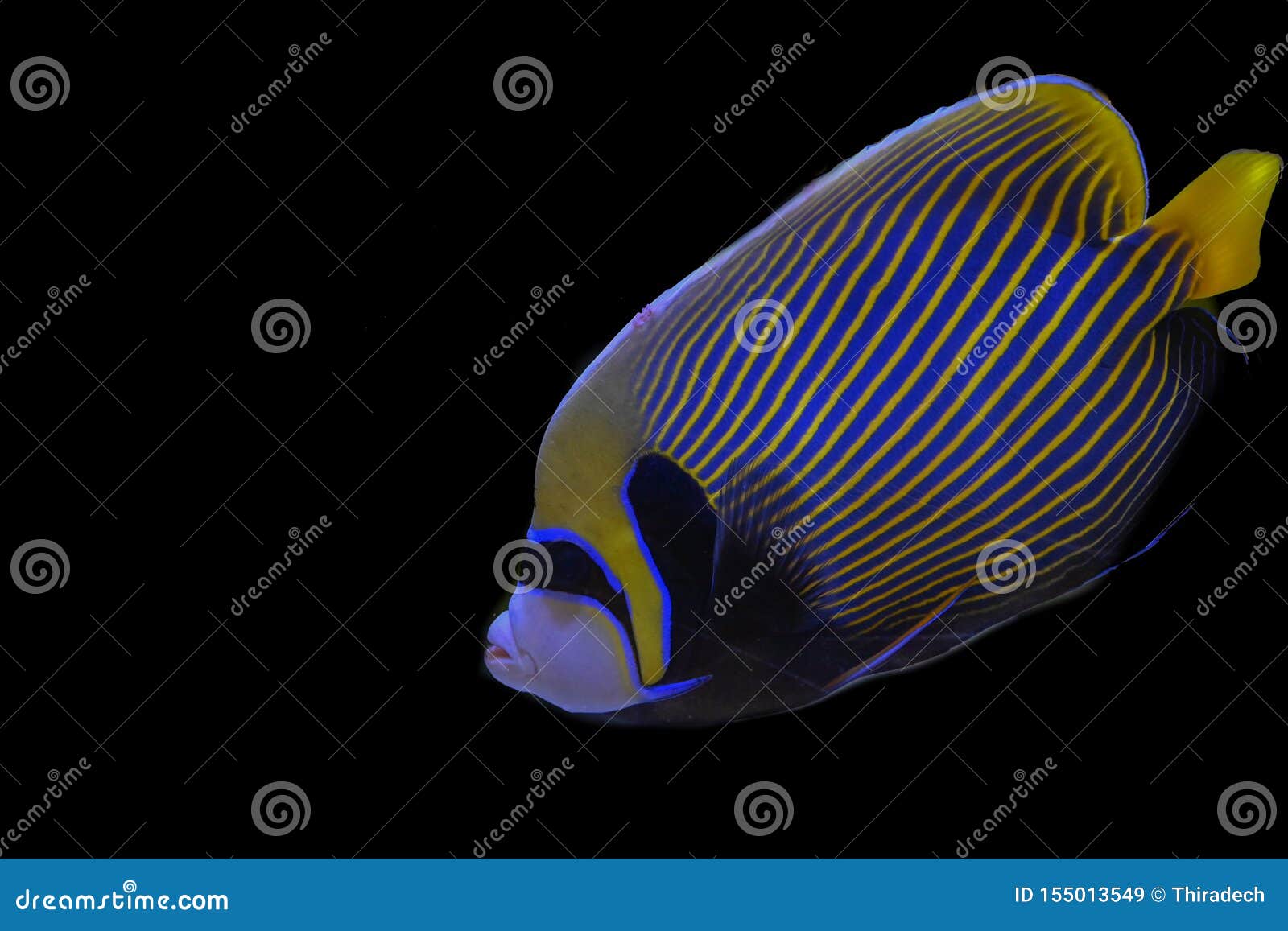 Beautiful Marine Angelfish Fish Stock Image - Image of yellow ...