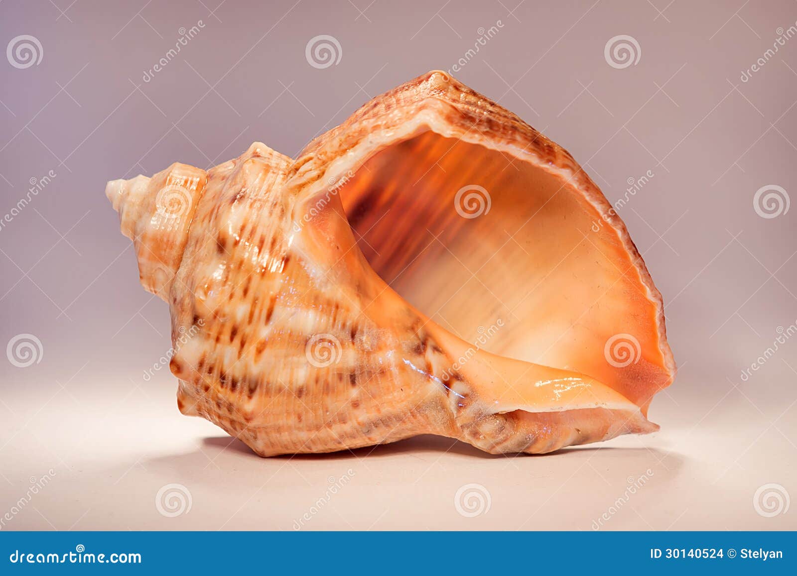 Cockleshell stock photo. Image of brown, dekor, aquarium - 30140524