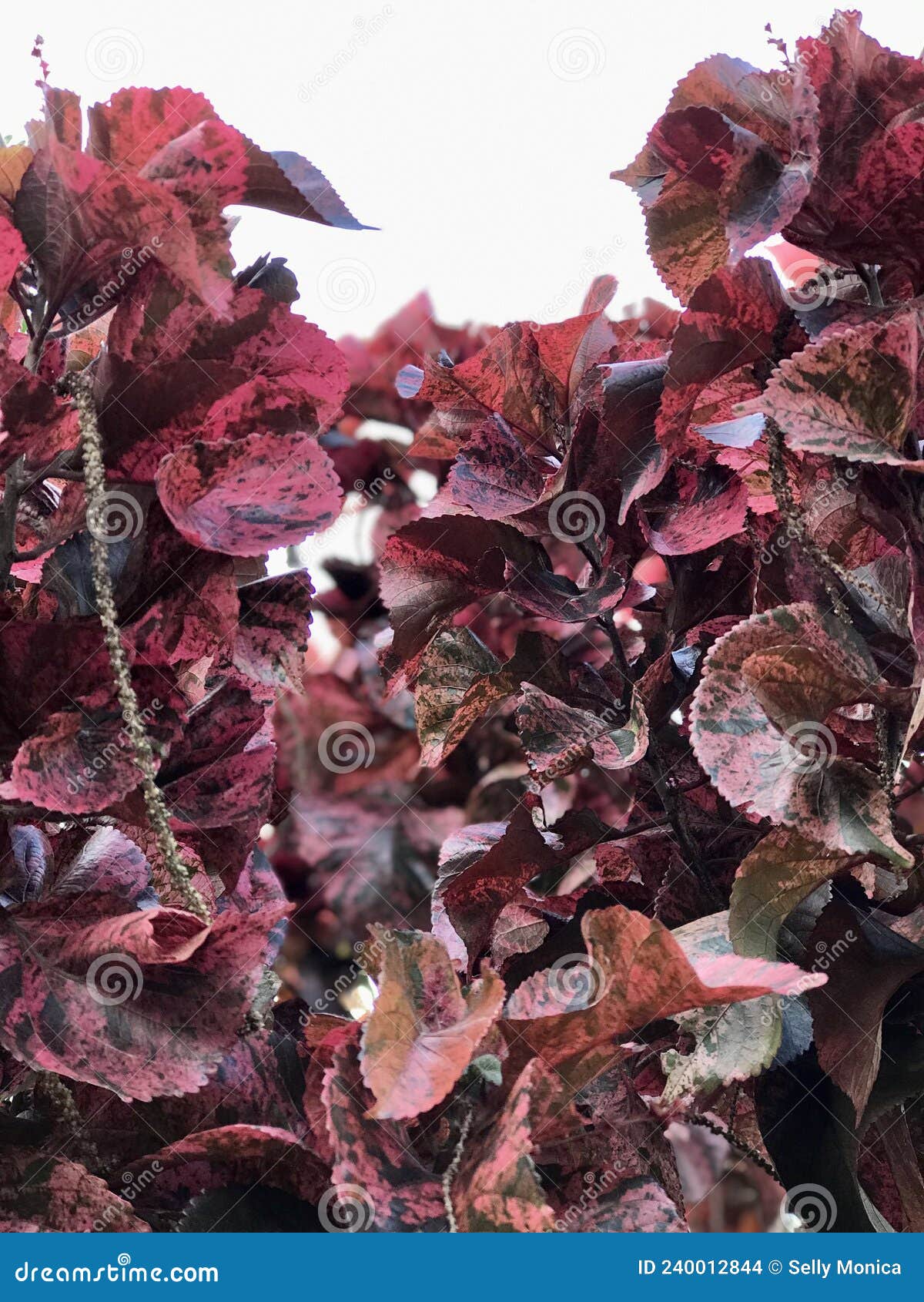 Beautiful Maroon flower stock photo. Image of beautiful - 240012844