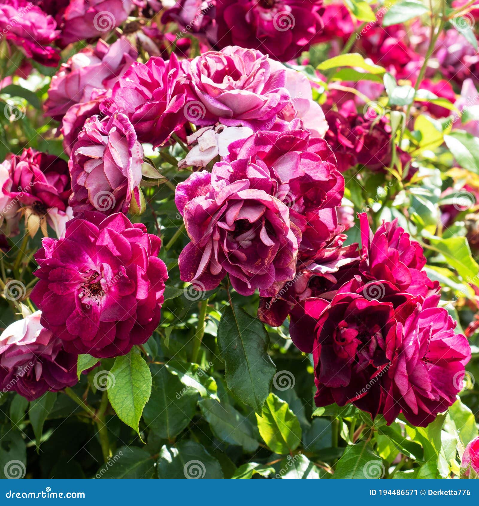 A Beautiful Maroon Rose Bush Grows in the Garden. Stock Image - Image ...