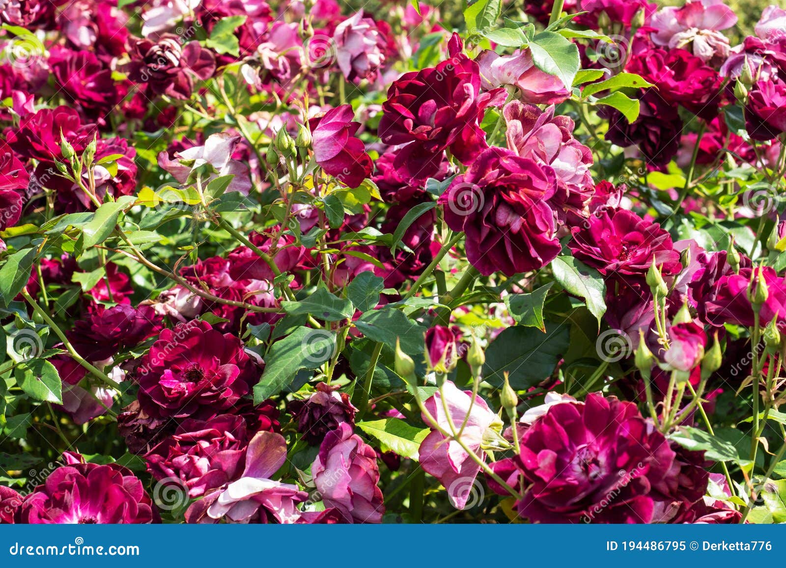 A Beautiful Maroon Rose Bush Grows in the Garden. Stock Image - Image ...