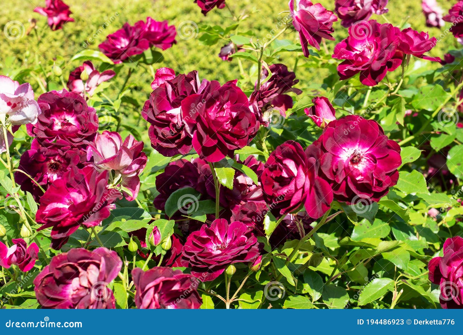 A Beautiful Maroon Rose Bush Grows in the Garden. Stock Image - Image ...
