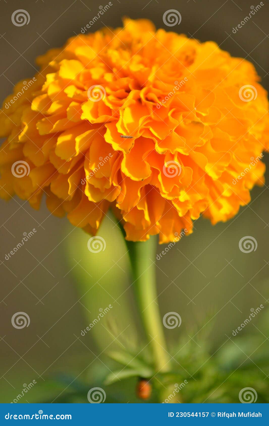 Beautiful Marry Gold stock image. Image of sunflower - 230544157