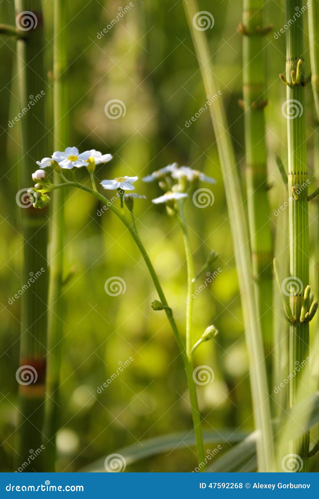 The Beautiful Marsh Flowers Stock Photo - Image of leafage, young: 47592268