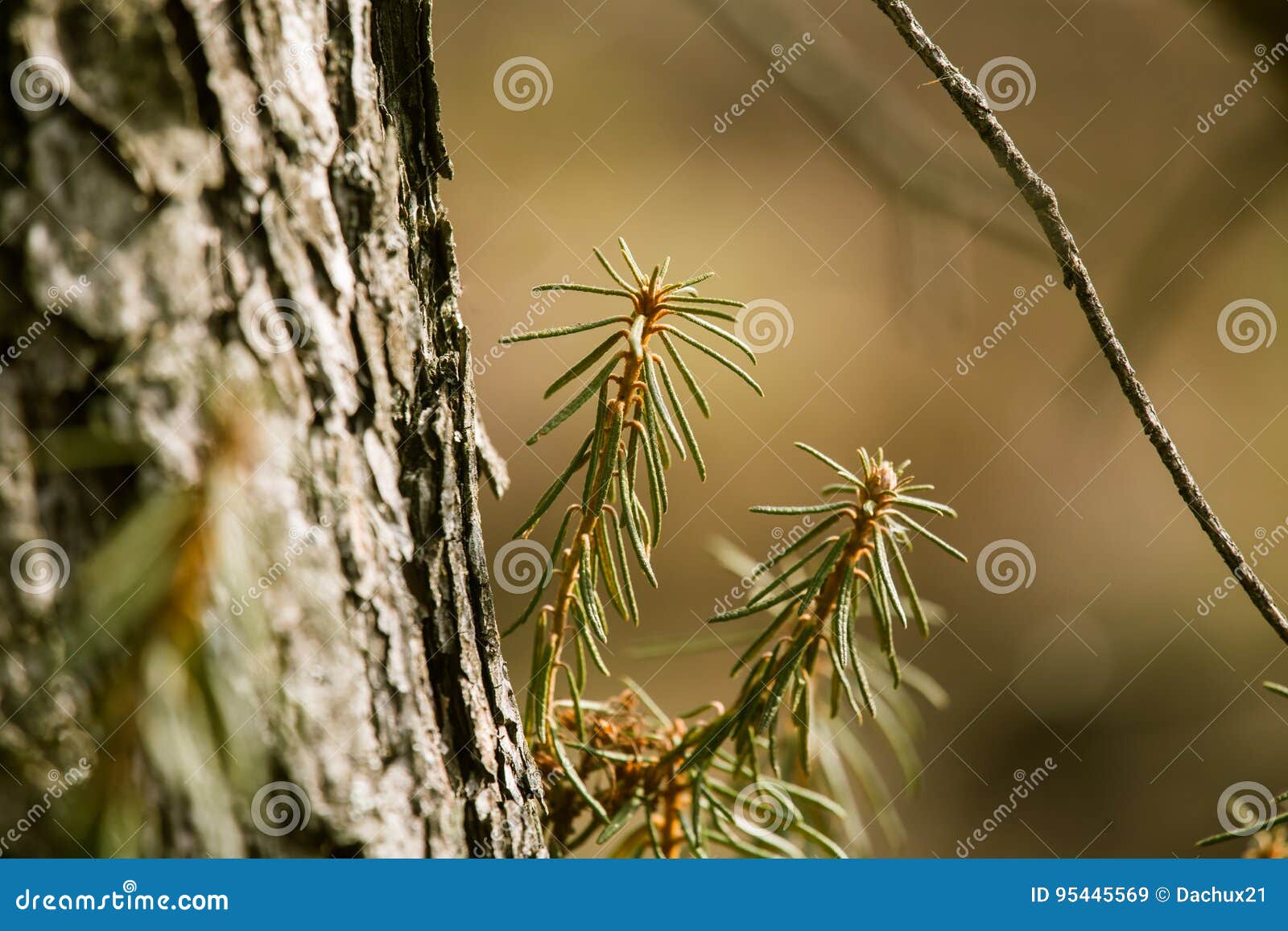 Beautiful Marsh Labradors in a Natural Habitat Stock Image - Image of ...