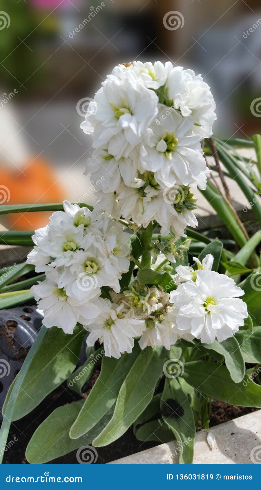 The Beautiful Matthiola Longipetala Flower in Garden Stock Image ...