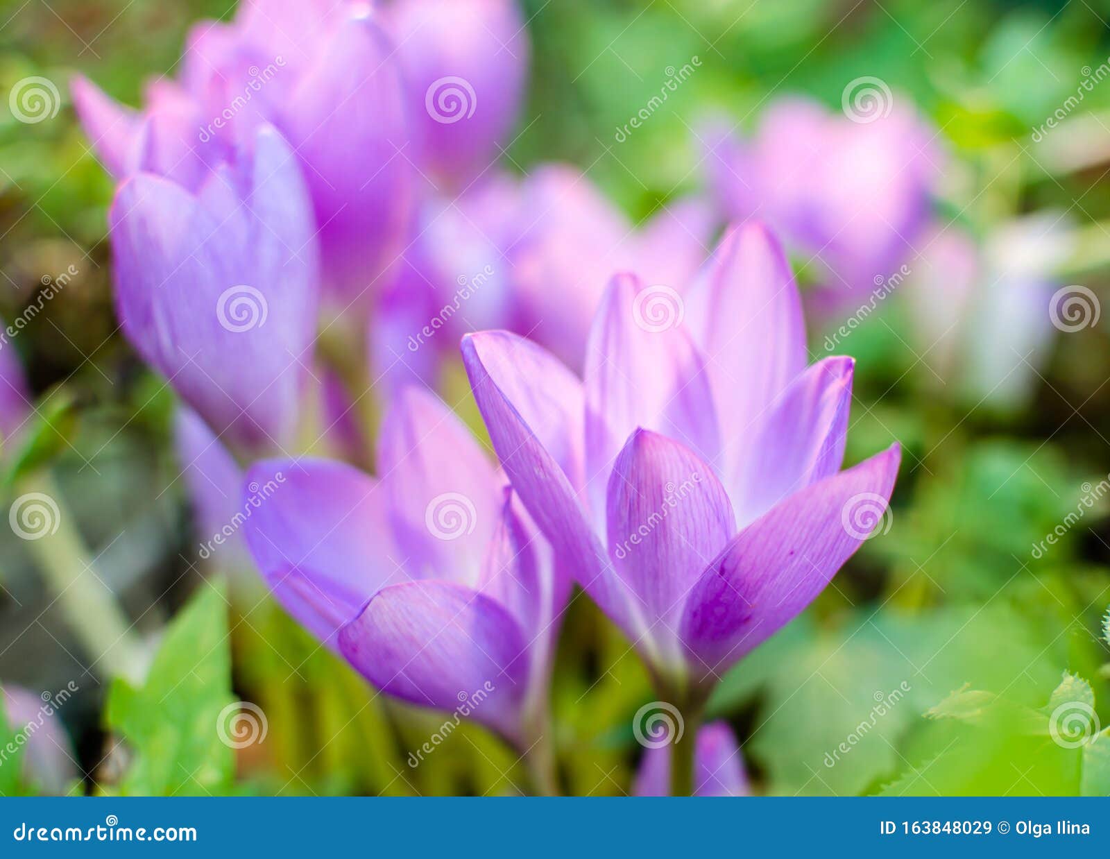 Beautiful Mauve Crocus Flowers in Sunlight. Summer Stock Image - Image ...