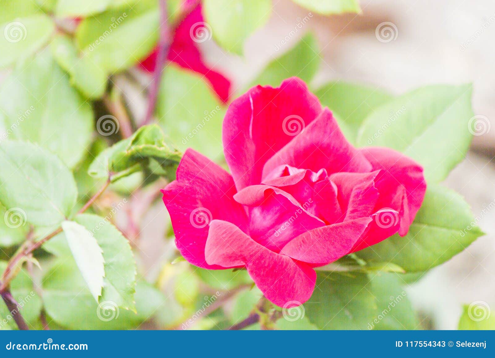 Beautiful May flowers stock image. Image of flora, bright - 117554343