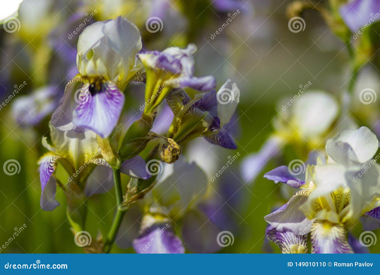 Iris Flower on the Lawn in the Spring Park Stock Photo - Image of flora ...