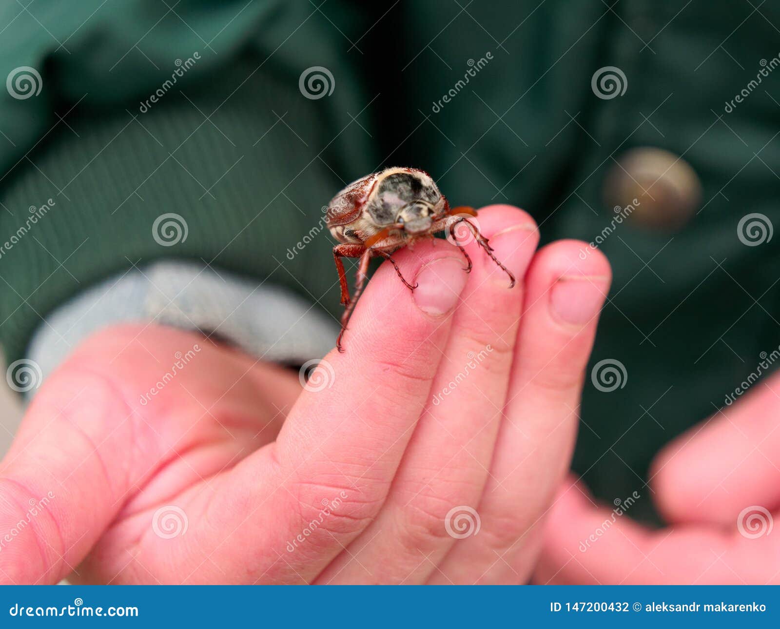 Beautiful Maybug in the Hands of a Child Stock Photo - Image of ...