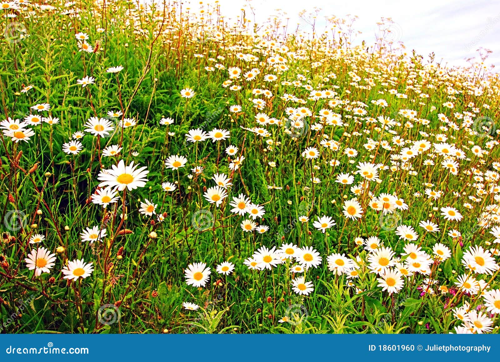 Beautiful Meadow of Daisies Stock Photo - Image of garden, growth: 18601960