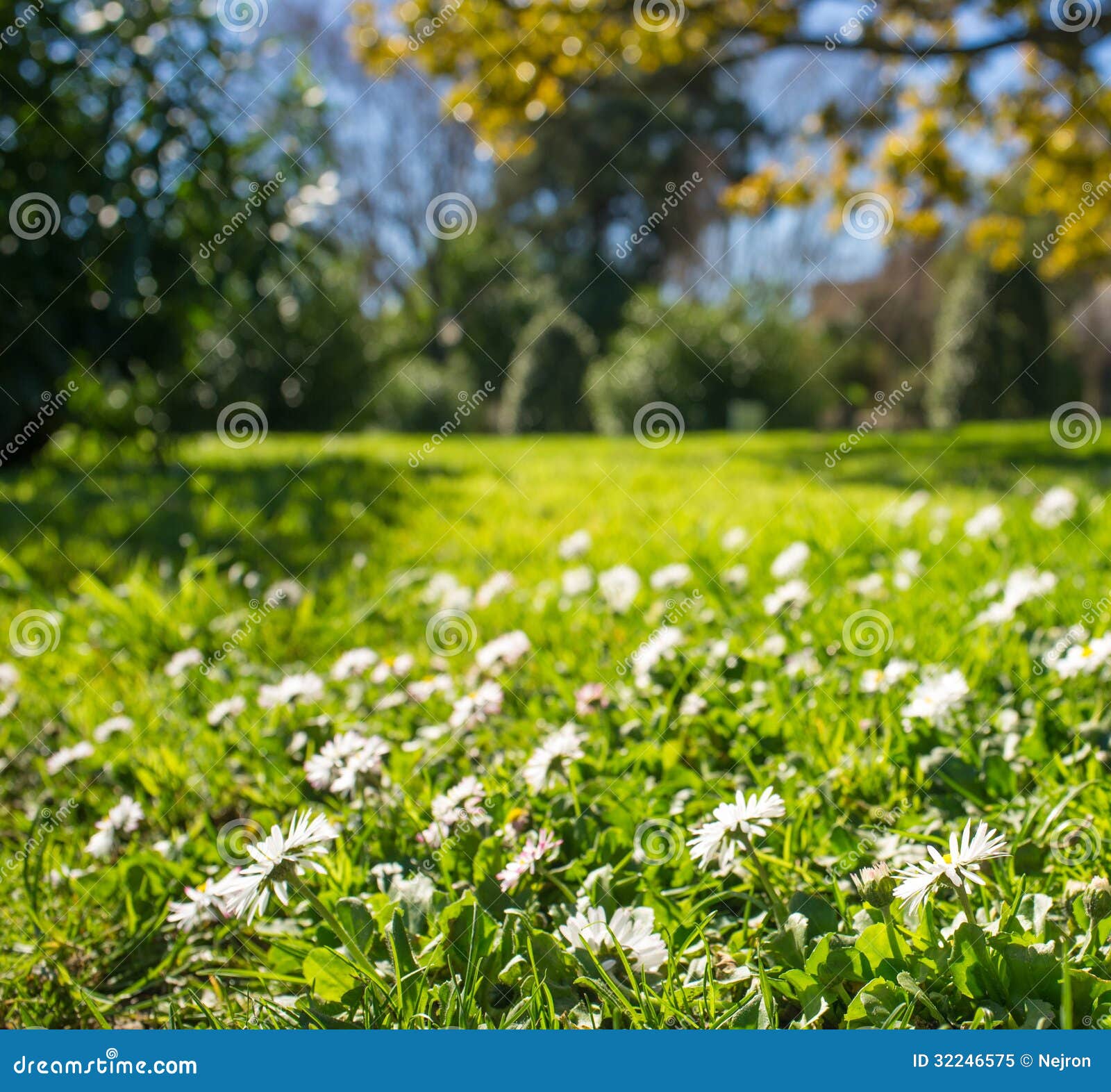 Beautiful meadow stock image. Image of nature, bloom - 32246575