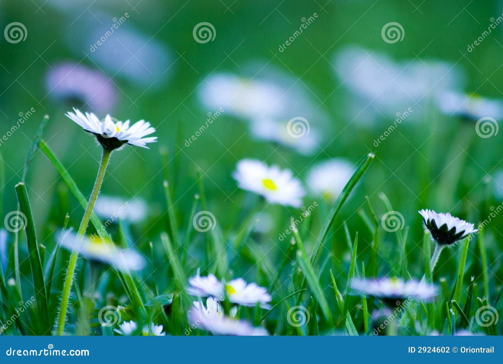 Beautiful meadow - details stock photo. Image of cute - 2924602