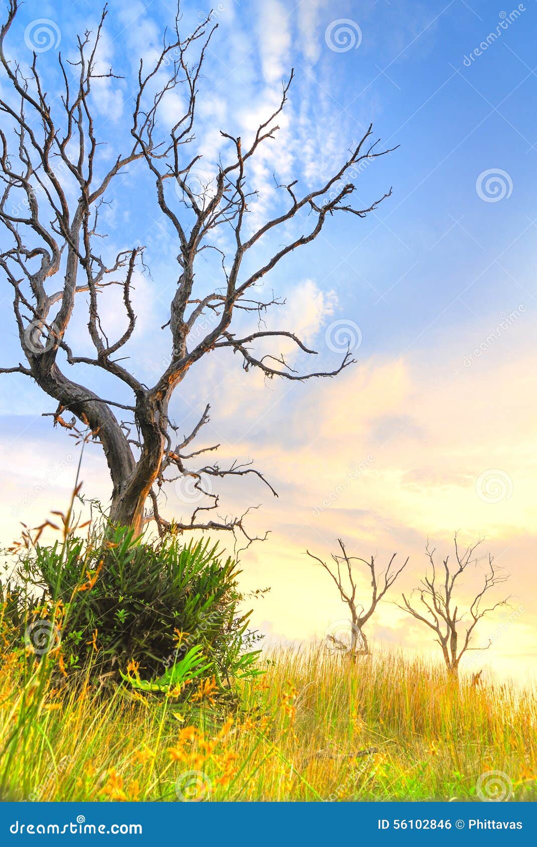 Beautiful Meadow and Dry Tree in Sunset Time. Stock Photo - Image of ...