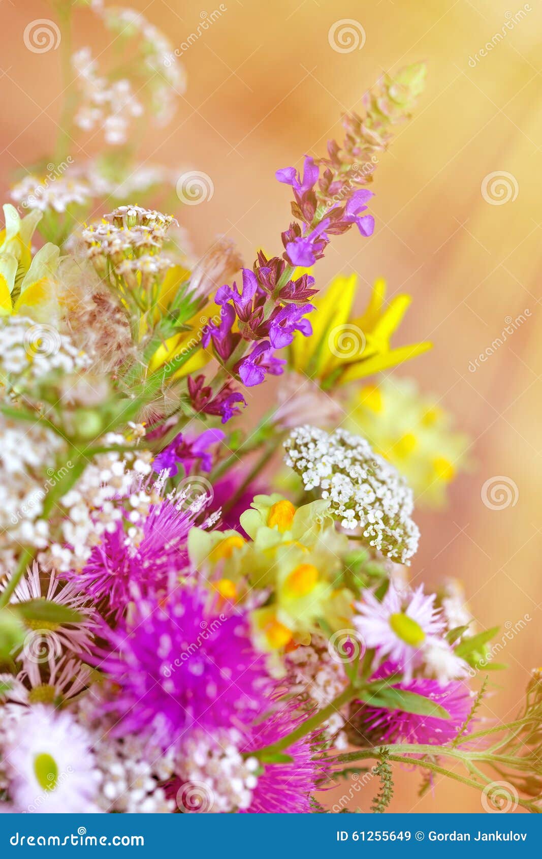 Beautiful meadow flowers stock image. Image of color - 61255649