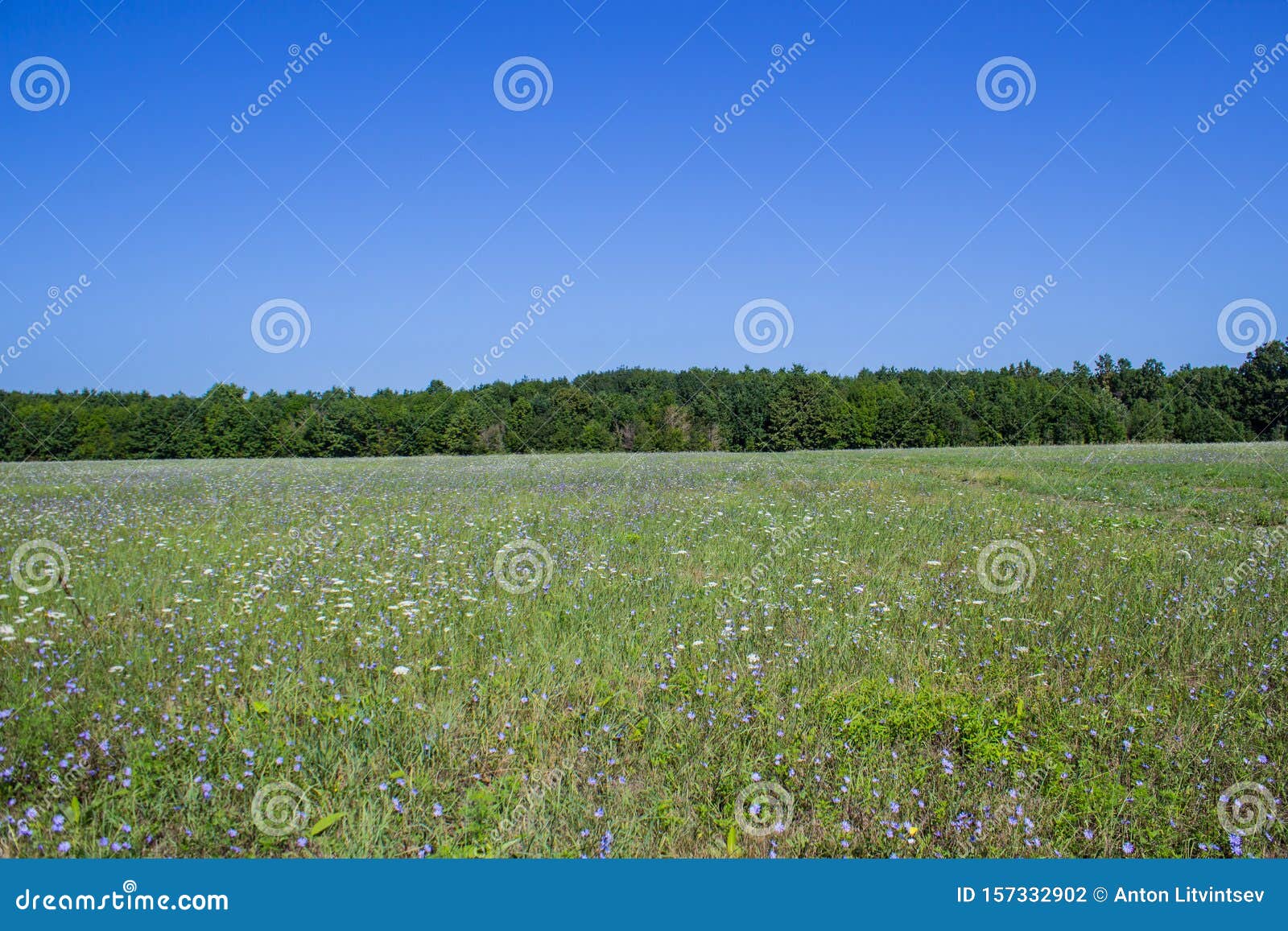 Horizontal Summer Background of Forest and Meadow Stock Photo - Image ...