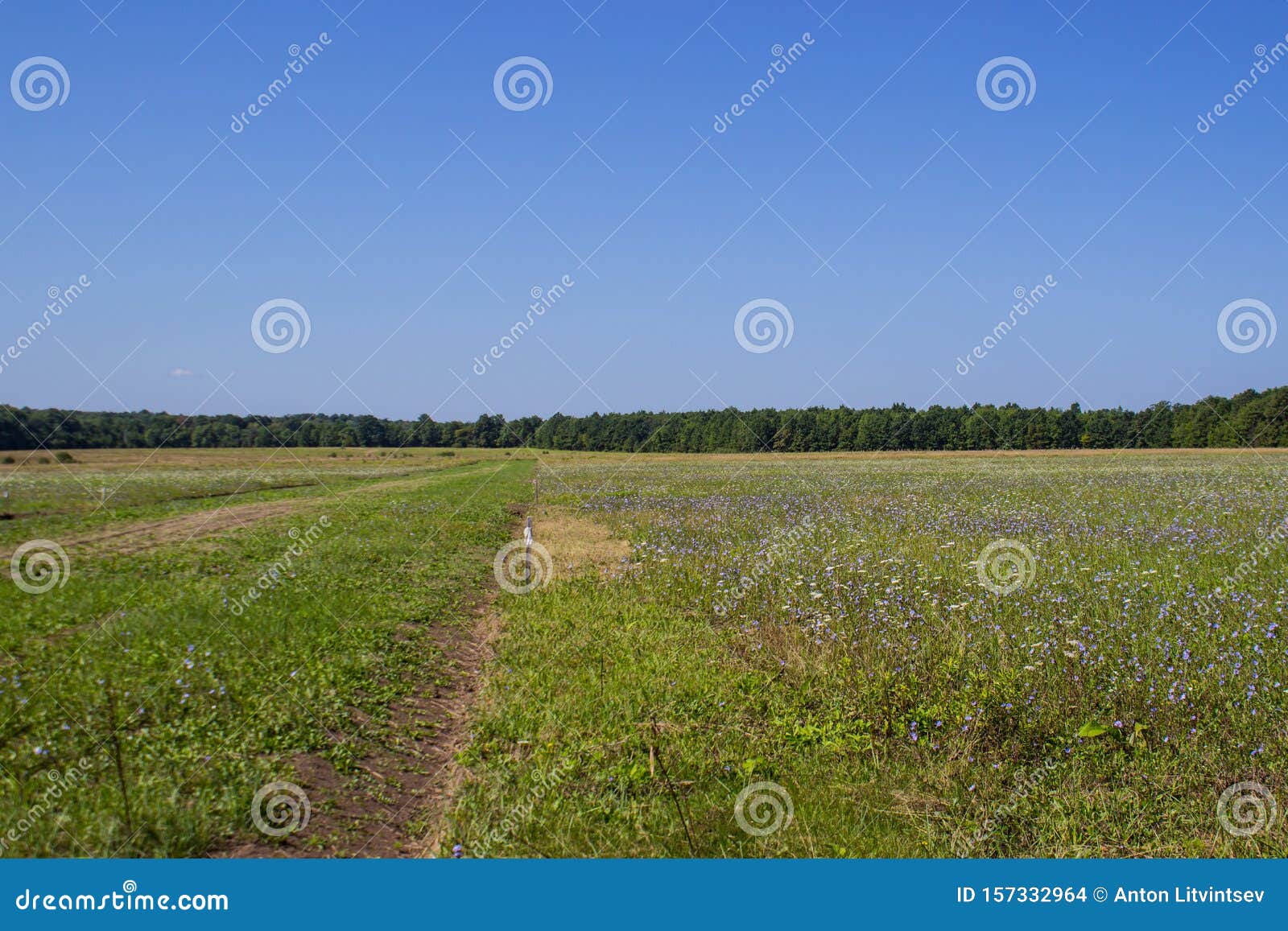 Horizontal Summer Background of Forest and Meadow Stock Photo - Image ...