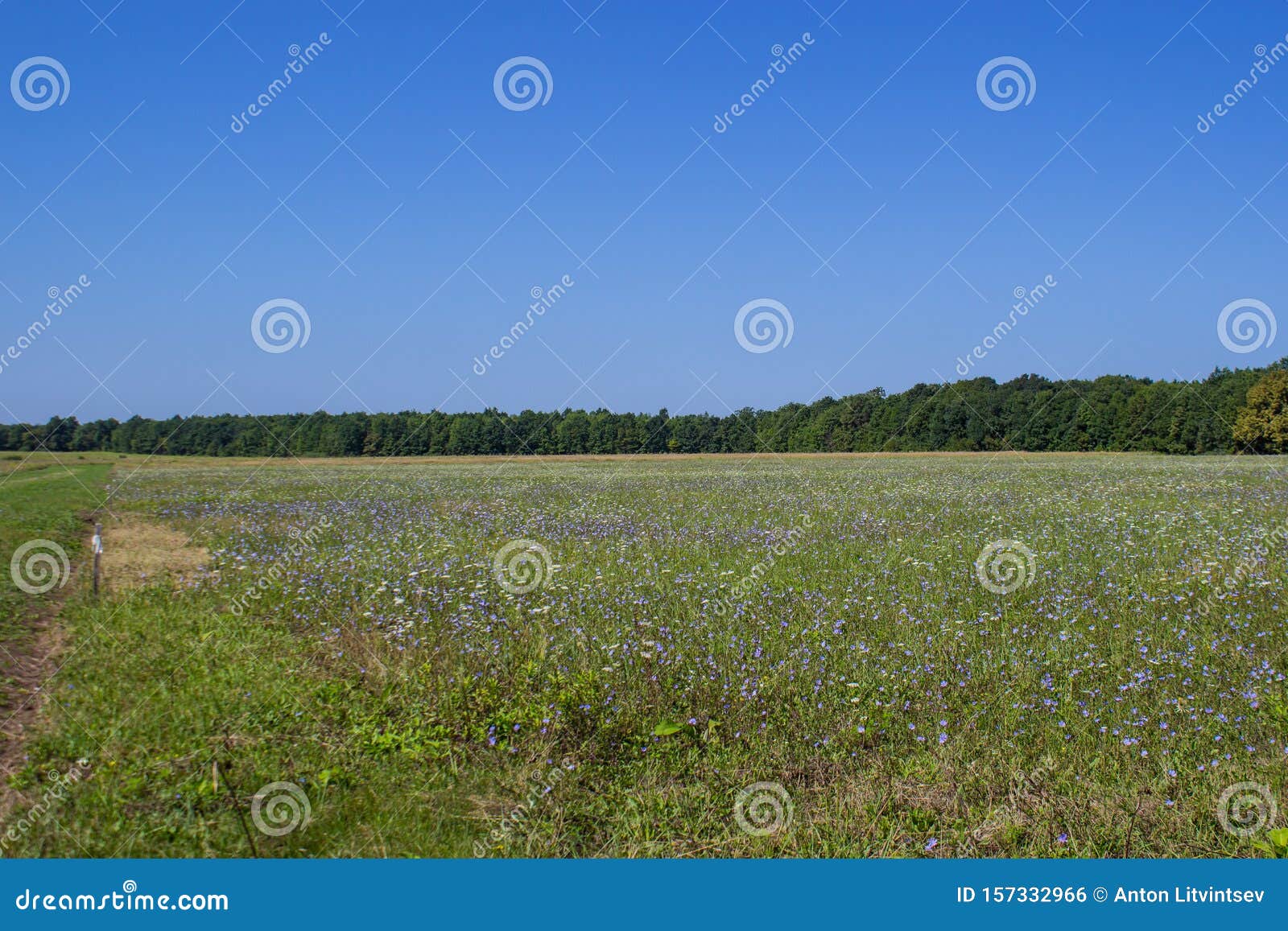 Horizontal Summer Background of Forest and Meadow Stock Photo - Image ...