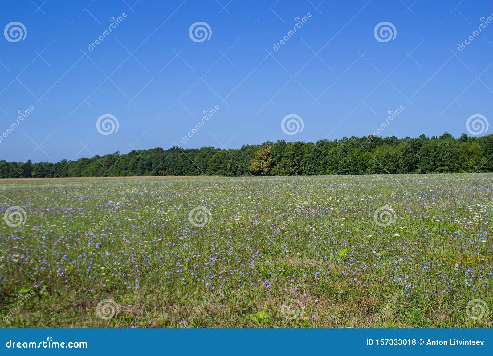 Horizontal Summer Background of Forest and Meadow Stock Photo - Image ...