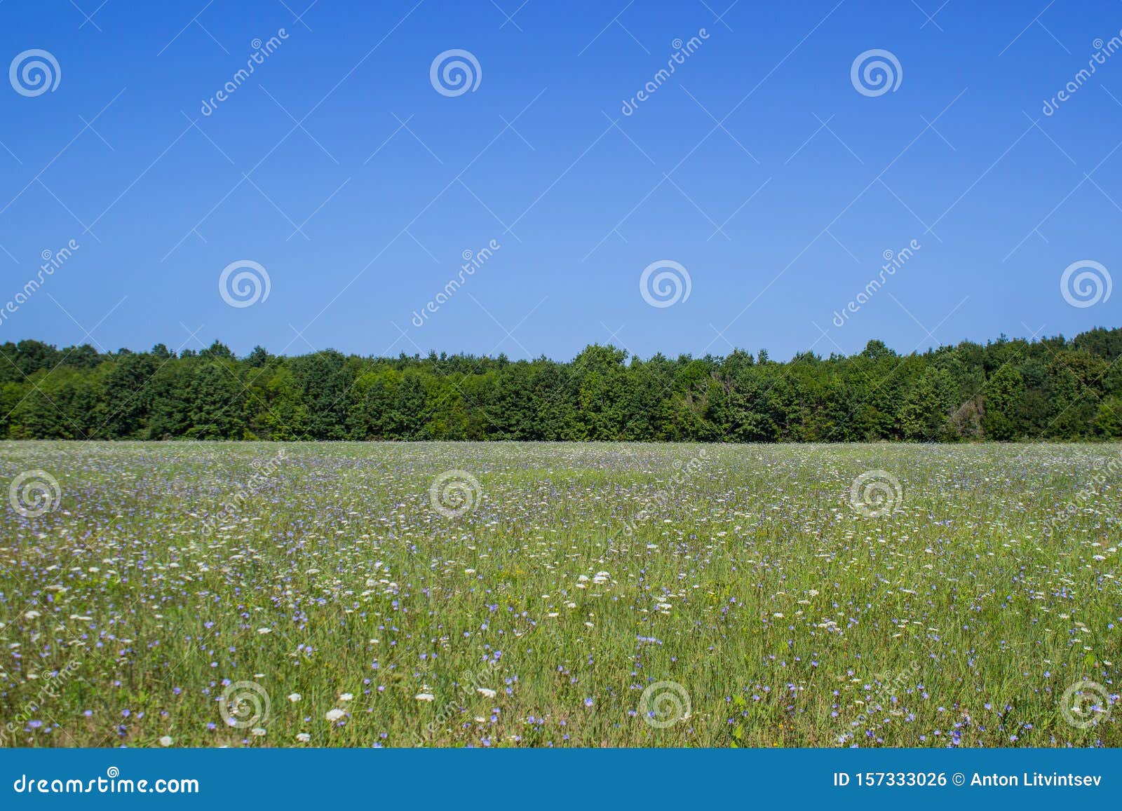 Horizontal Summer Background of Forest and Meadow Stock Photo - Image ...