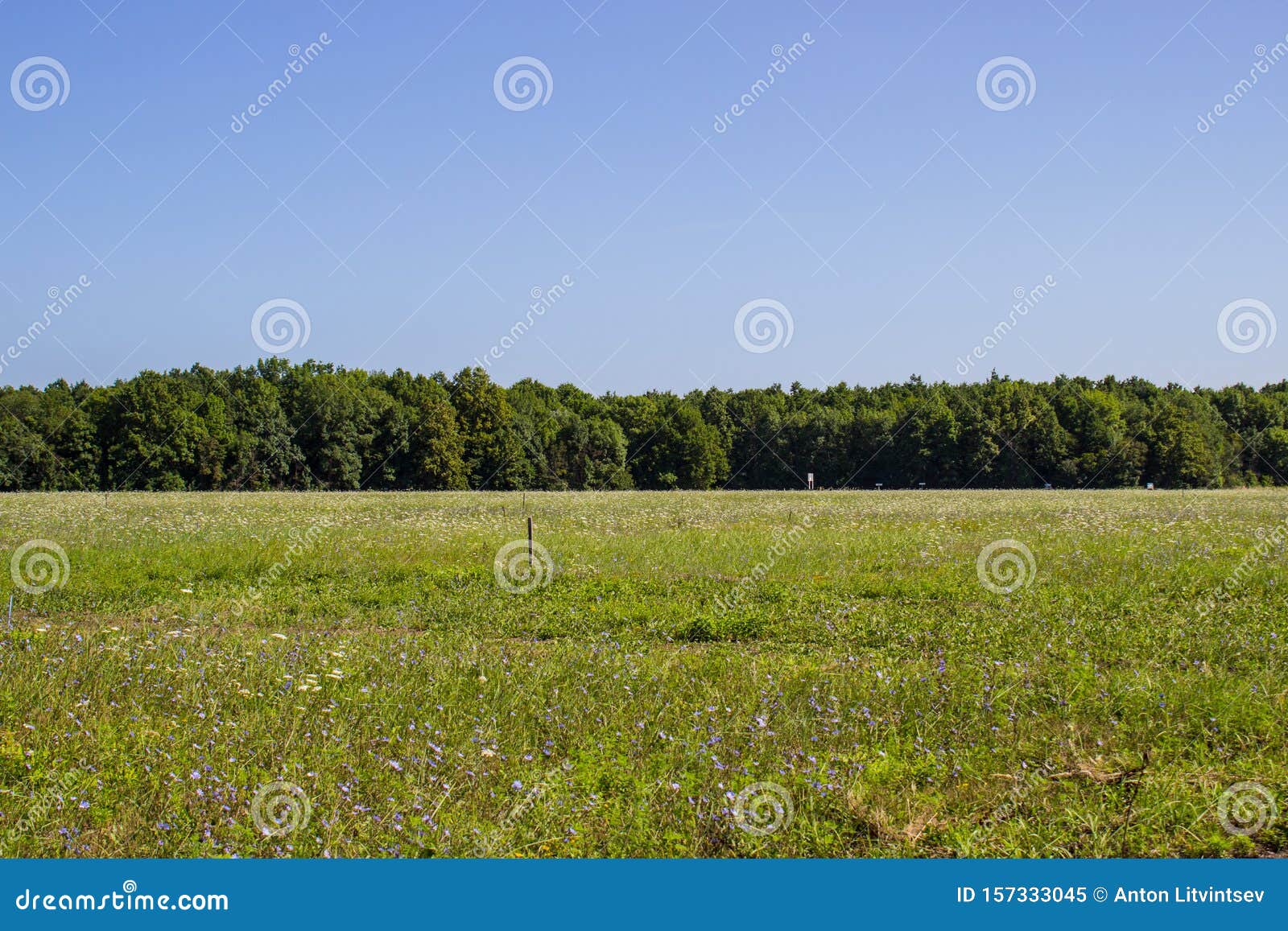 Horizontal Summer Background of Forest and Meadow Stock Image - Image ...