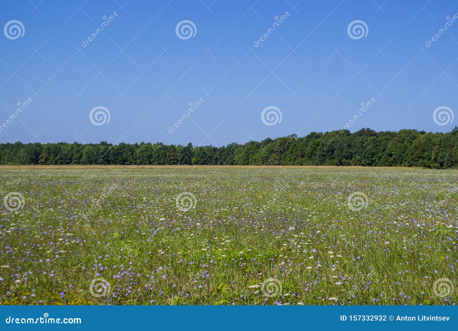 Horizontal Summer Background of Forest and Meadow Stock Photo - Image ...