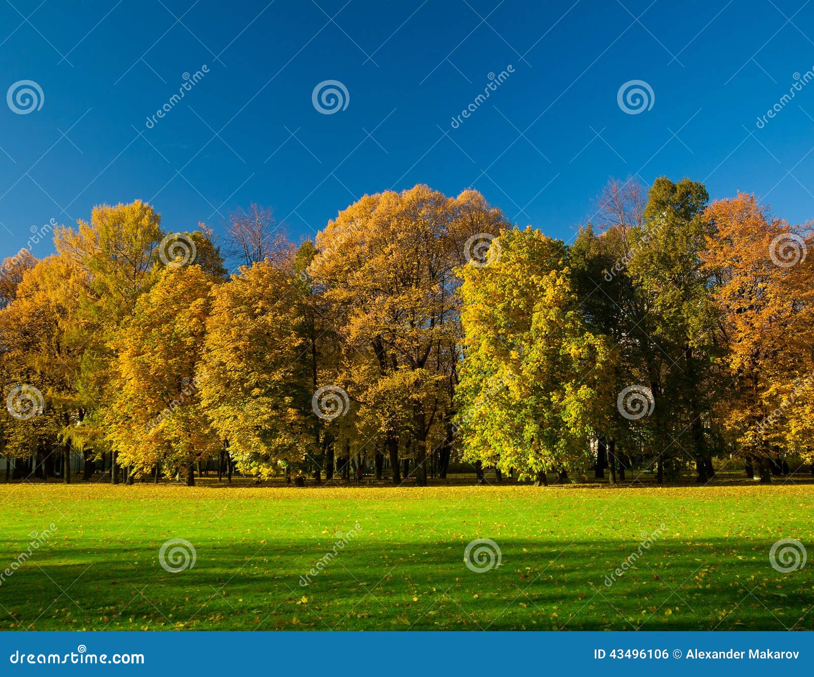 Beautiful Meadow in the Park Stock Photo - Image of beautiful, forest ...