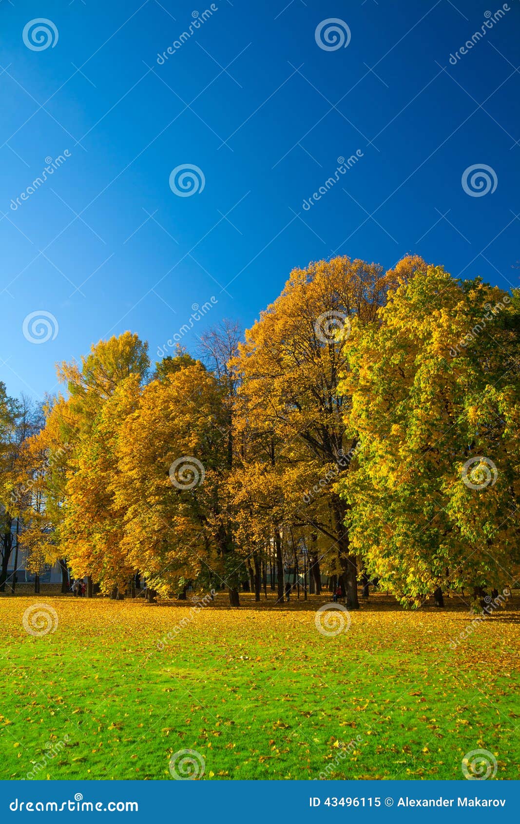 Beautiful Meadow in the Park Stock Image - Image of field, fall: 43496115