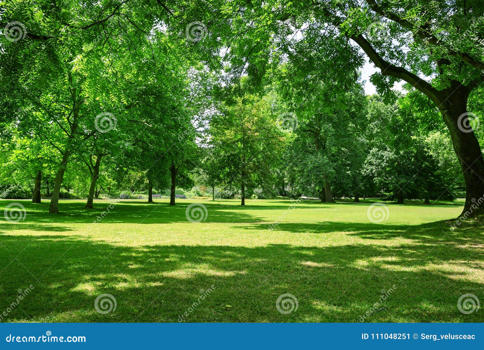 Beautiful meadow in park stock image. Image of grassland - 111048251