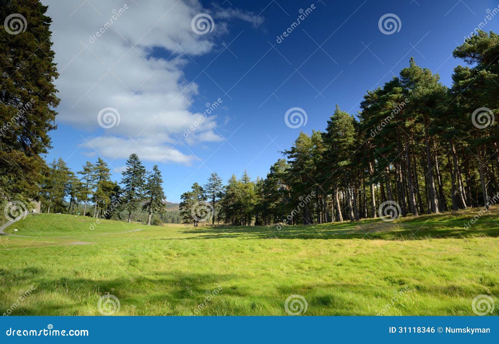 Beautiful Meadow with a Pine Tree Stock Photo - Image of scenery, pine ...