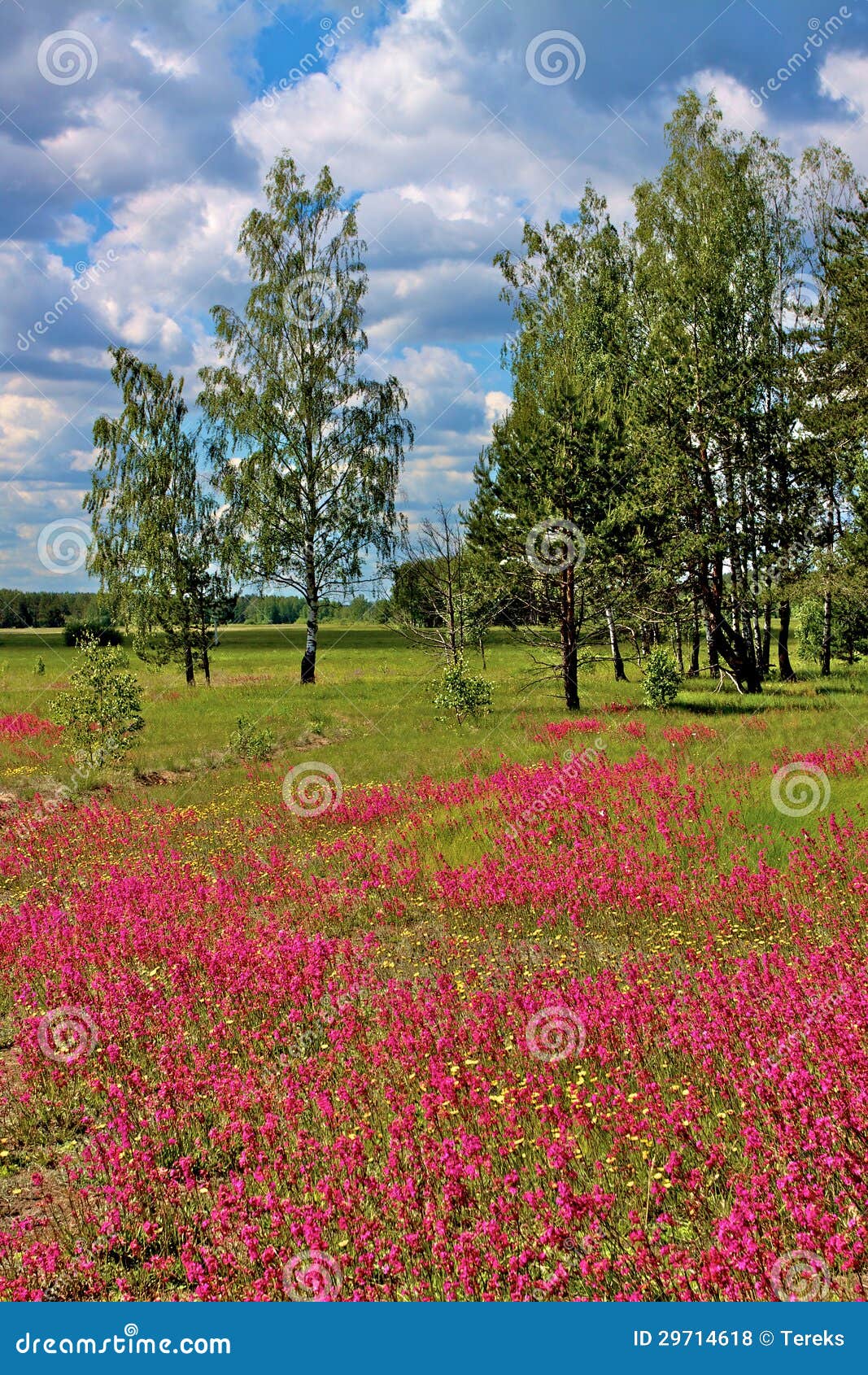 Red Flowers among Green Grass on Meadow Stock Photo - Image of ...