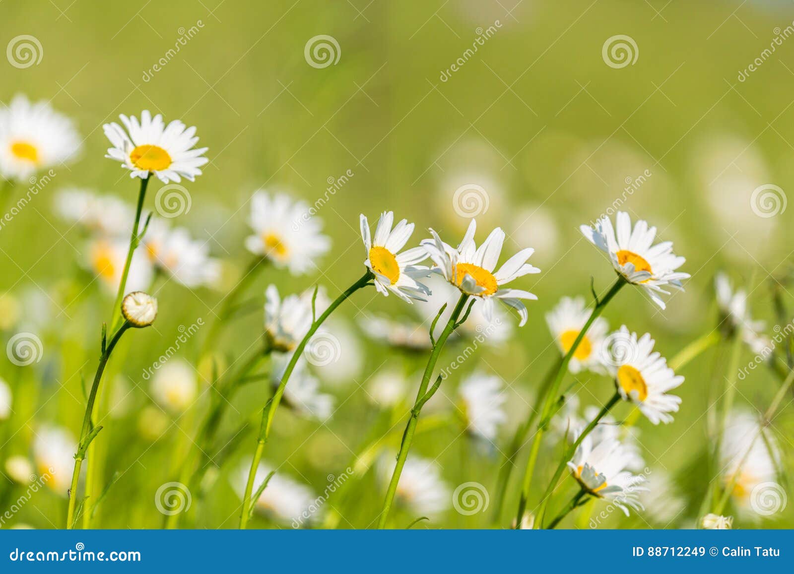 Beautiful Meadow with Wild Daisy Flowers on a Spring Day Stock Image ...