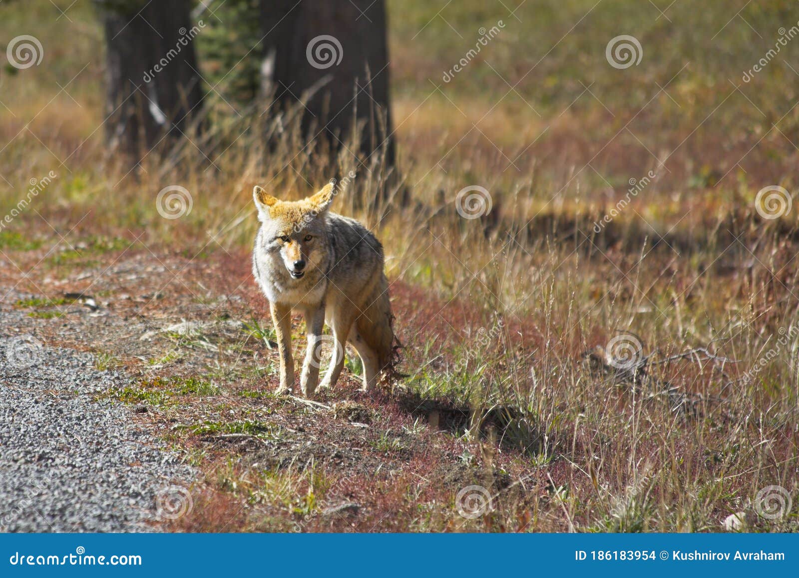 The Beautiful Meadow Wolf in Park Stock Photo - Image of hill, nature ...