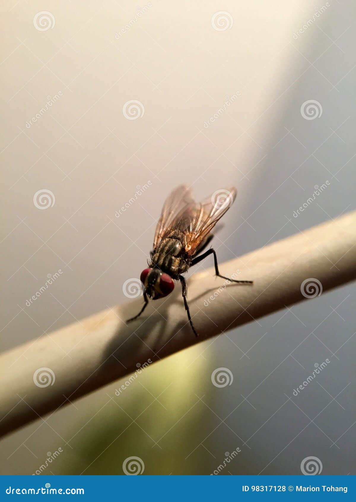 Beautiful Meat Fly Sarcophaga Carnaria Stock Photo - Image of nature ...