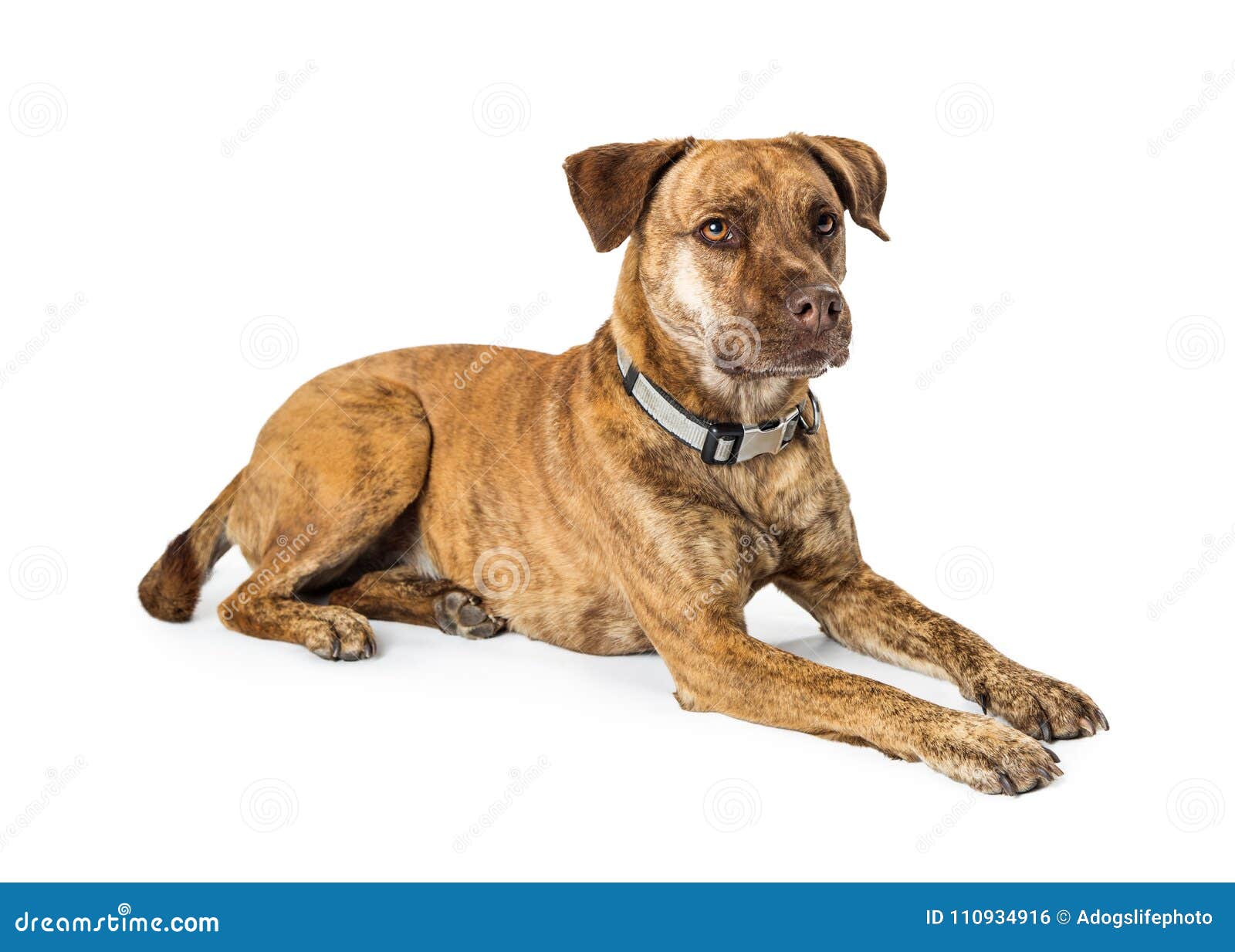 Beautiful Brindle Medium Size Dog Stock Photo - Image of shot, canine ...