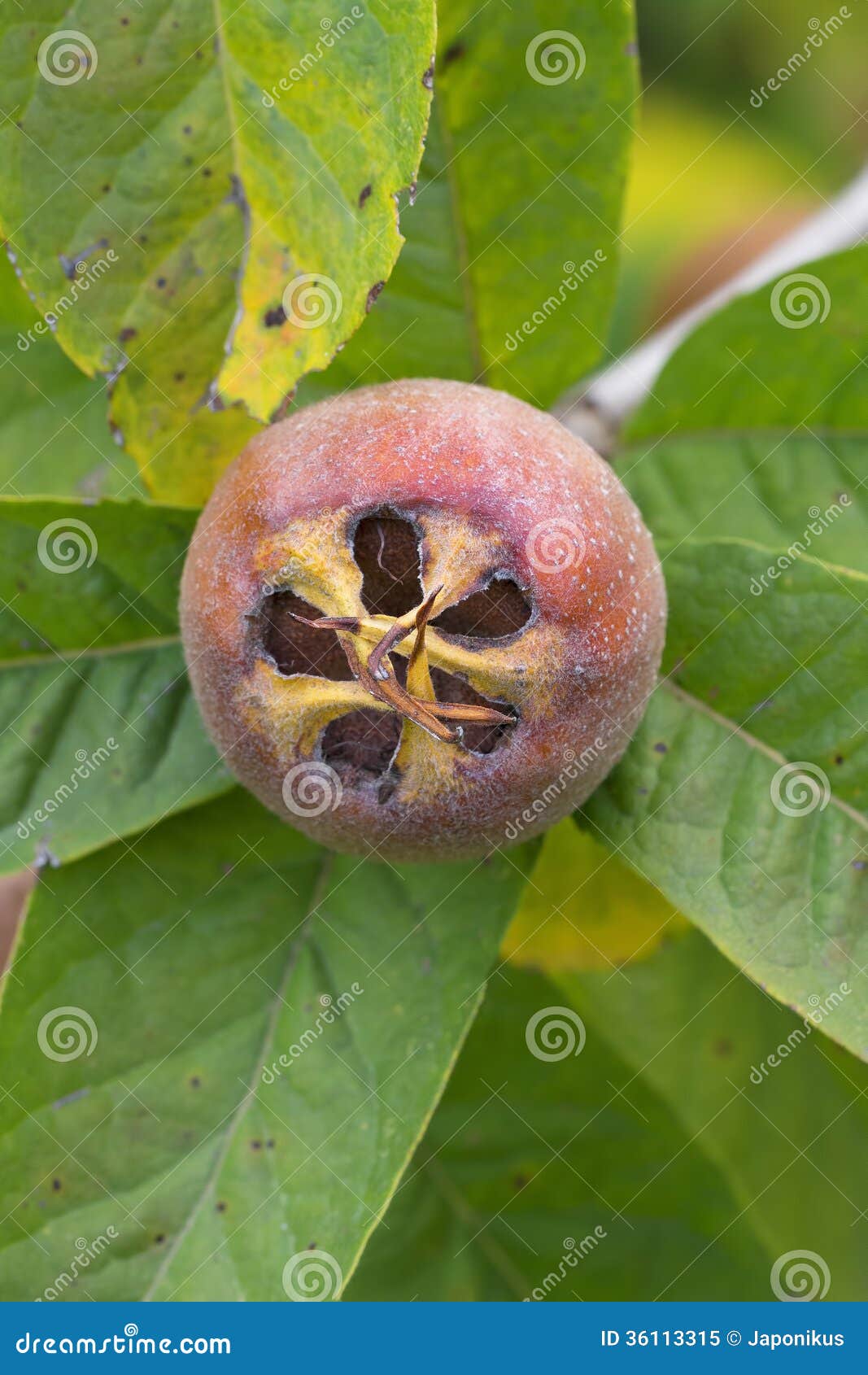Beautiful medlar stock image. Image of europe, ripe, organic - 36113315