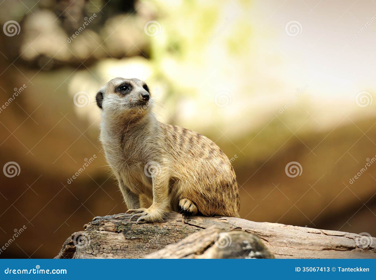 Beautiful Meerkat stock image. Image of reserve, looking - 35067413