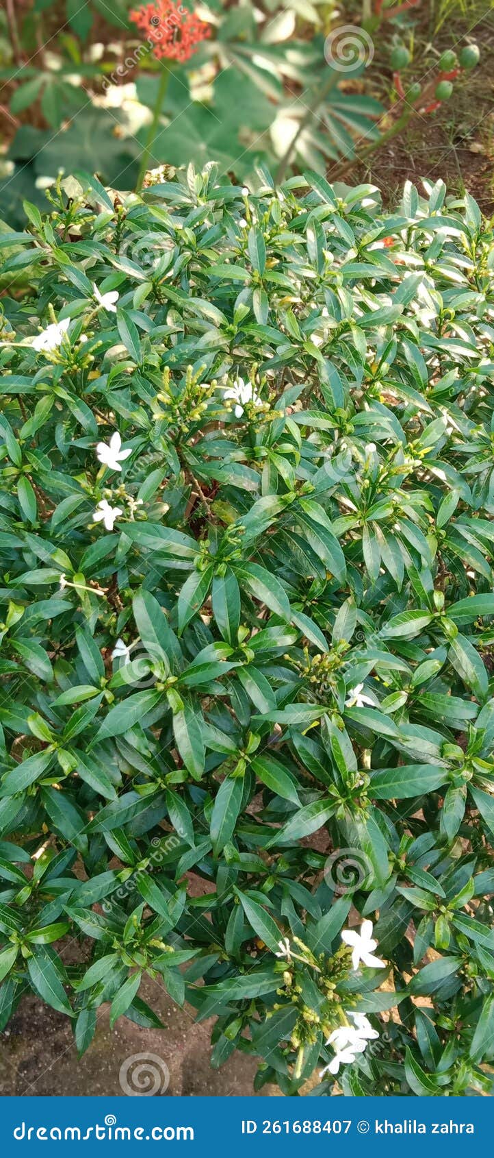 Beautiful melat stock image. Image of green, melati - 261688407