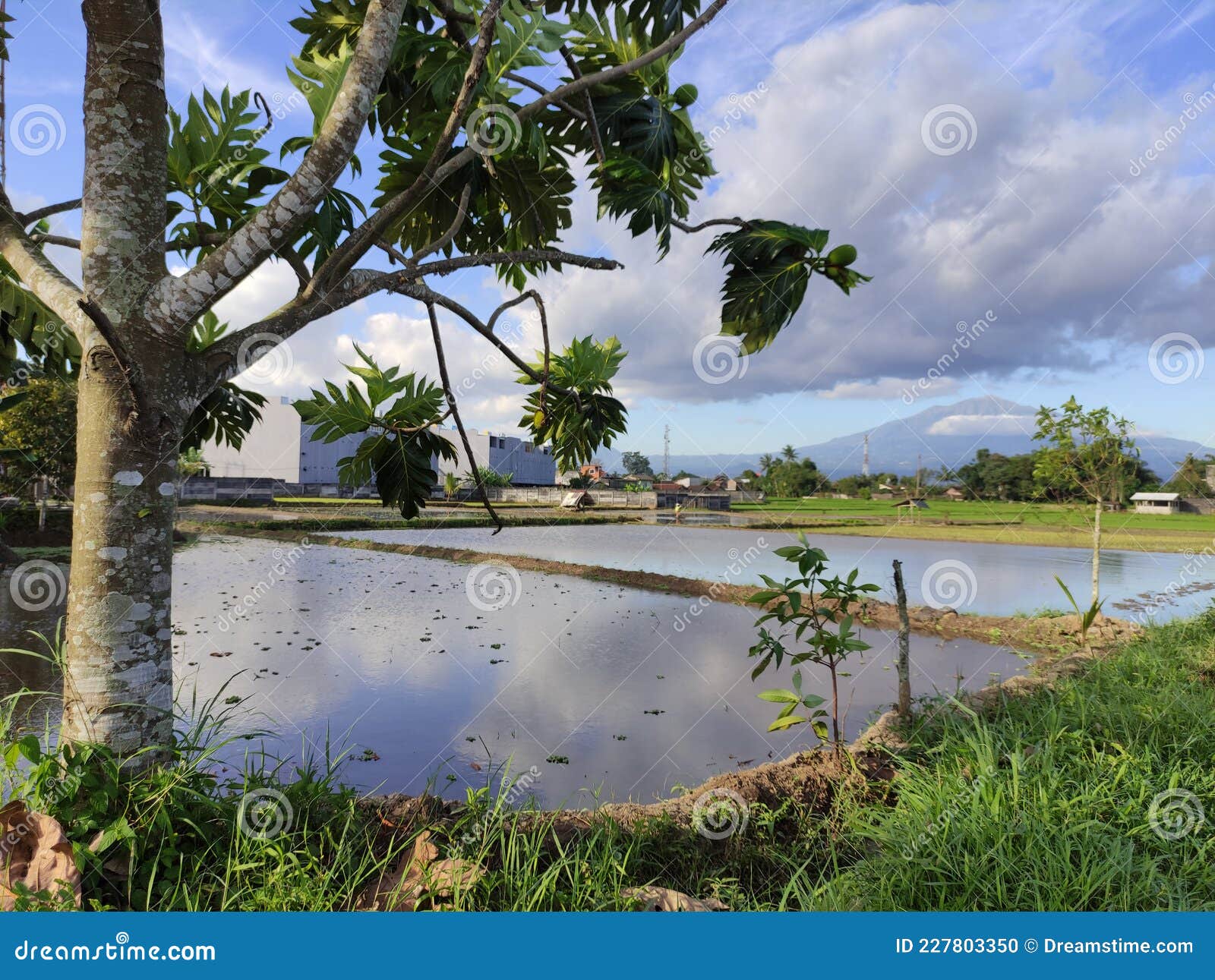 Beautiful Merapi Mountain from Farm Stock Photo - Image of jungle, lake ...