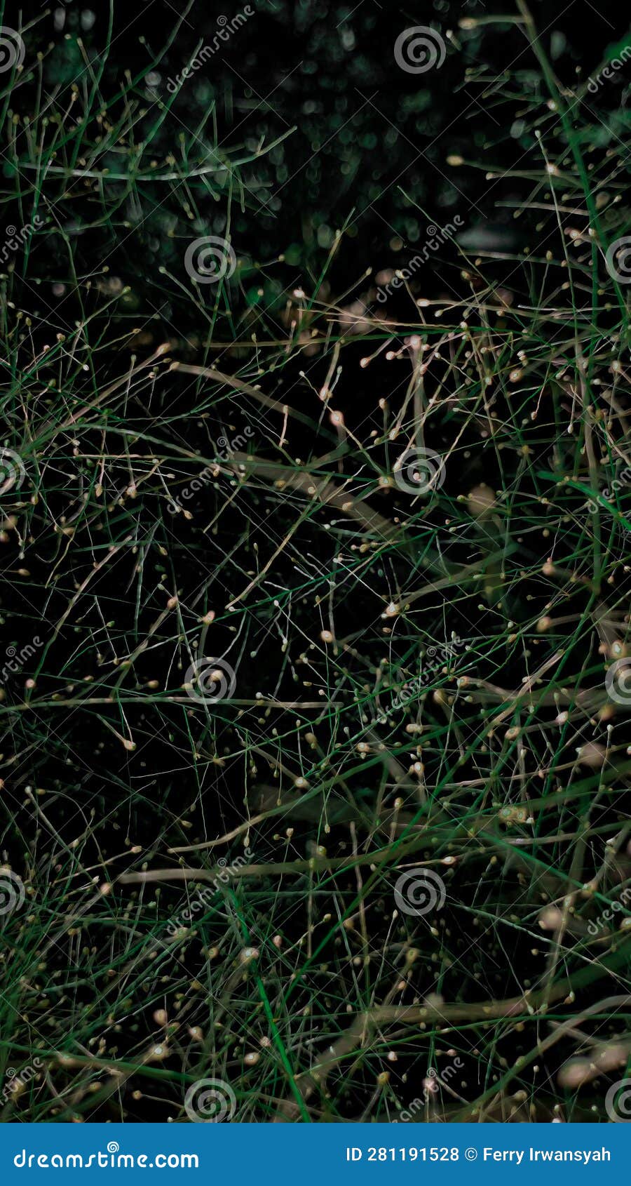 Beautiful messy grass stock photo. Image of plants, flower - 281191528