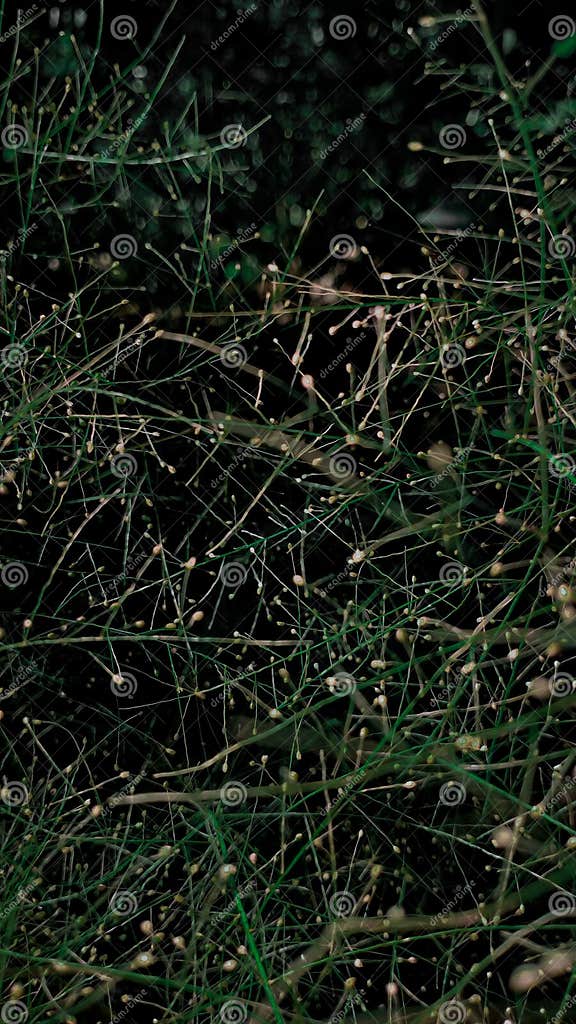 Beautiful messy grass stock photo. Image of plants, flower - 281191528