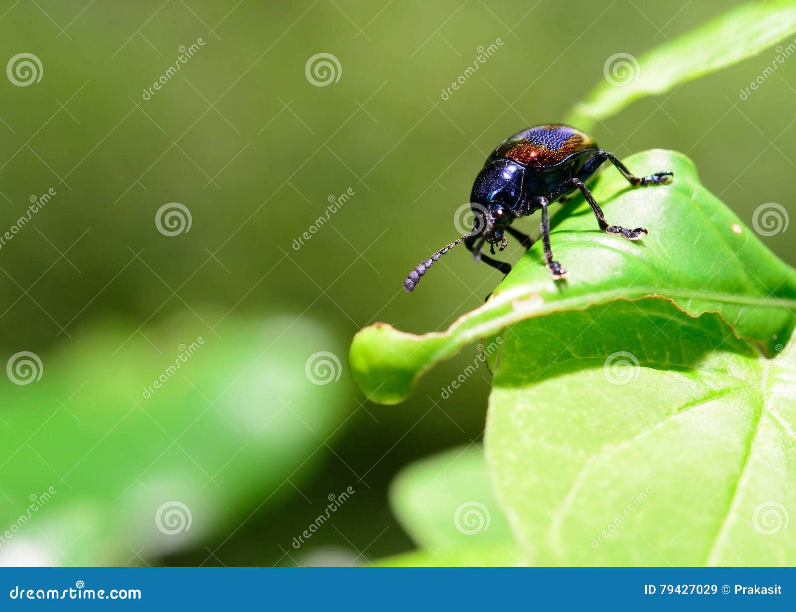 Beautiful Metallic Blue Leaf Beetle Stock Image - Image of foot ...