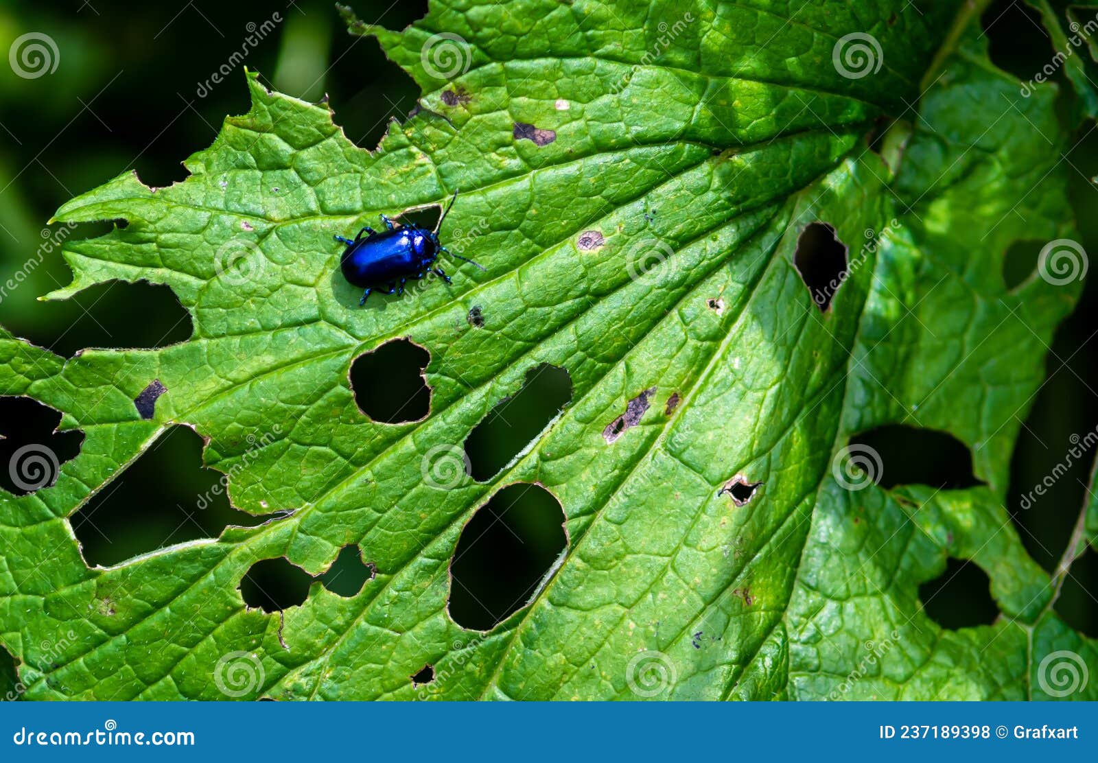 Metallic Blue Leaf Beetle on Green Leaf with Holes Stock Photo - Image ...