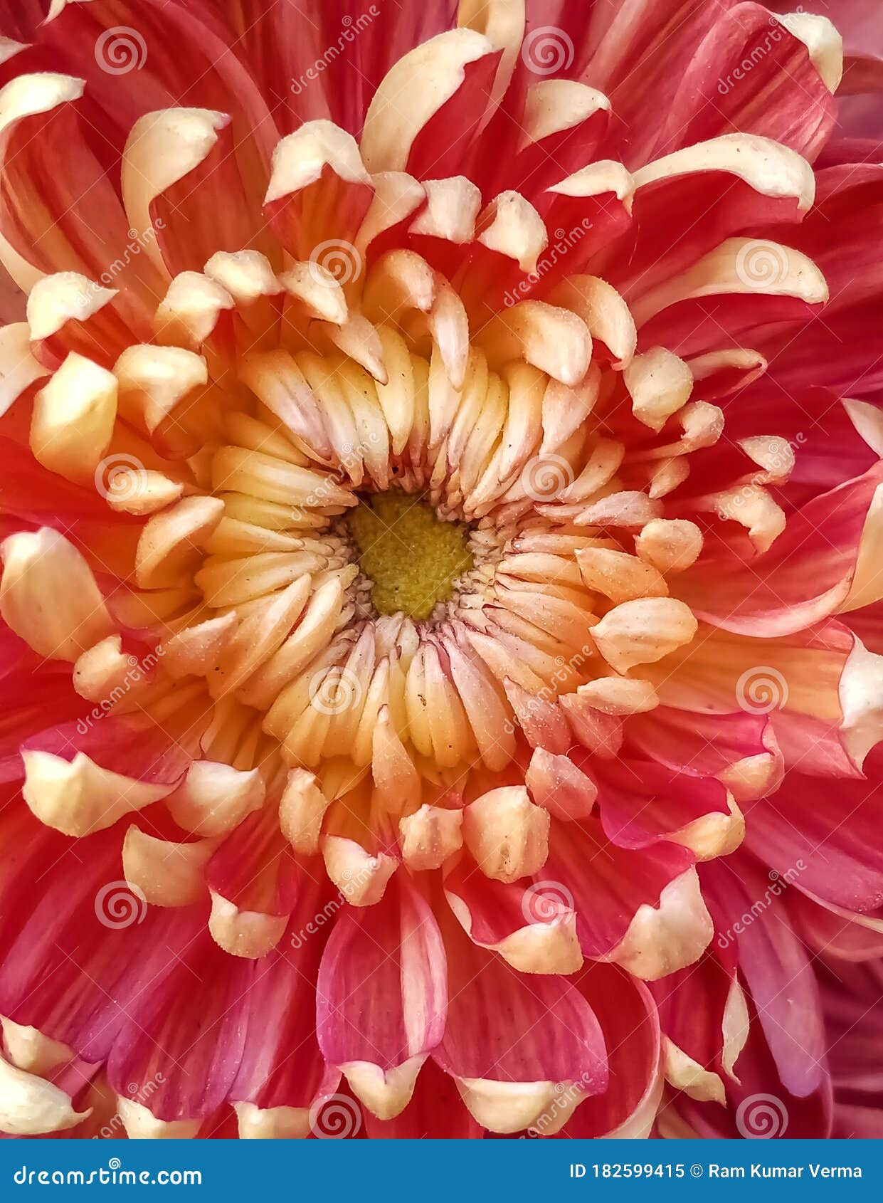 Beautiful Micro Image of Dahelia Flower India Stock Image - Image of ...