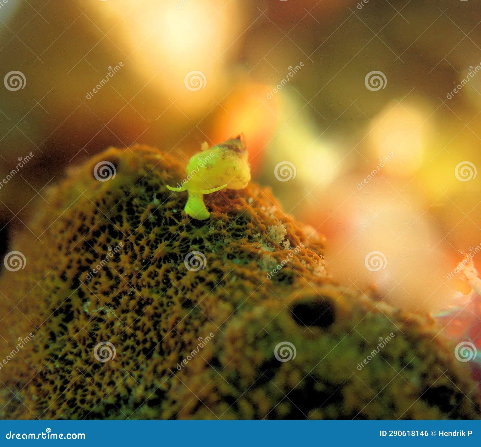 Beautiful Micro Snail on Hard Coral Stock Photo - Image of animal ...