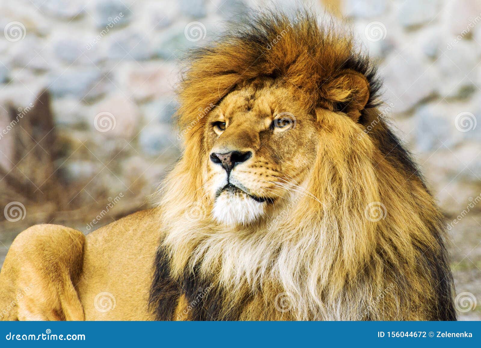 Beautiful Mighty Lion stock photo. Image of portrait - 156044672