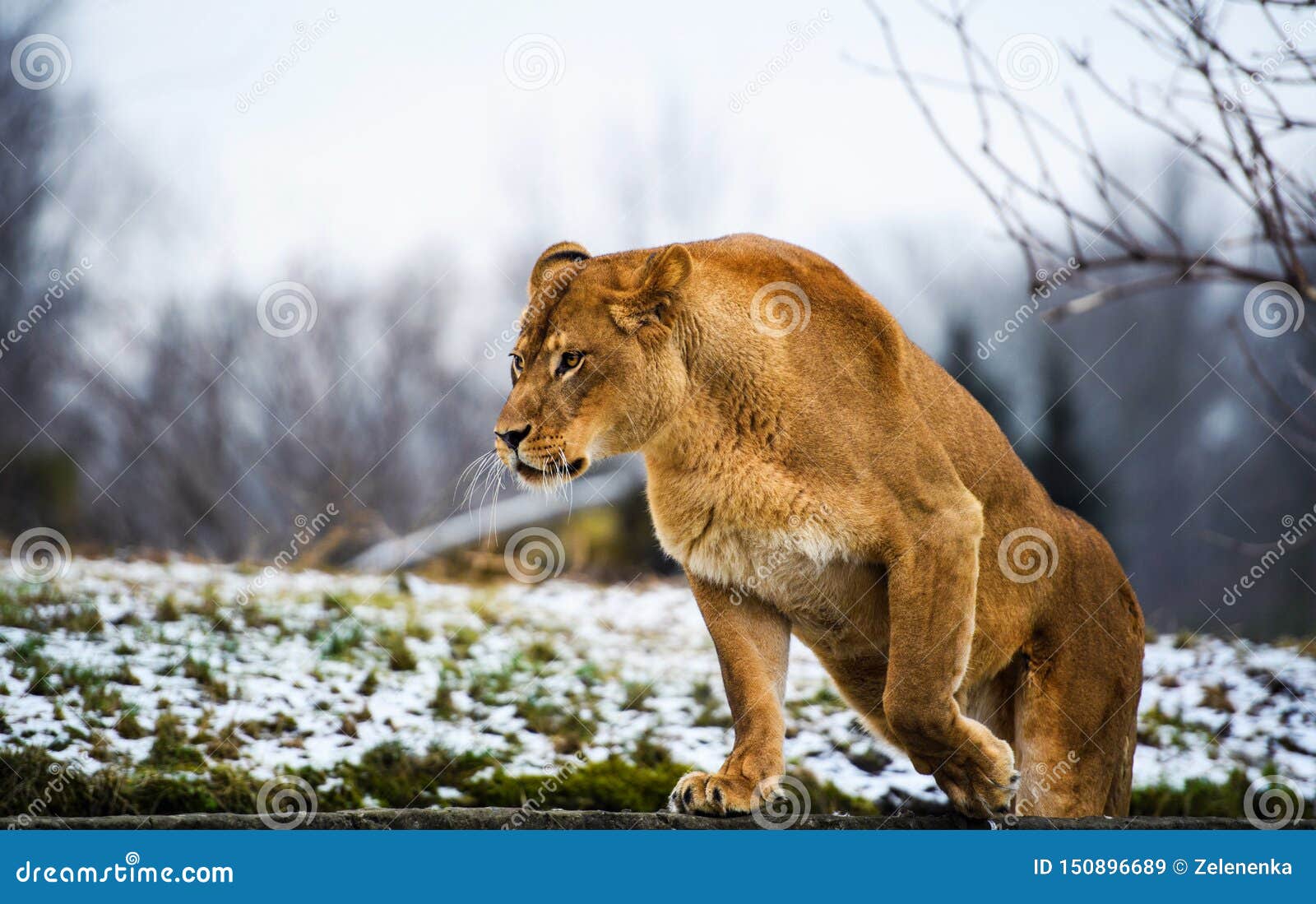 Beautiful Mighty Lioness stock image. Image of closeup - 150896689