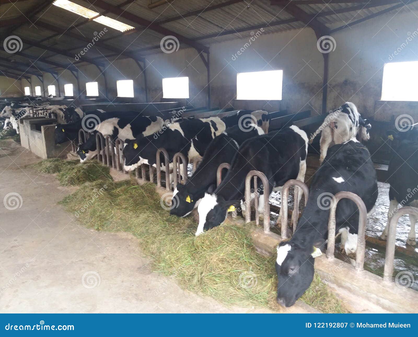 Beautiful Milk Cows Having There Lunch Stock Image - Image of beatiful ...